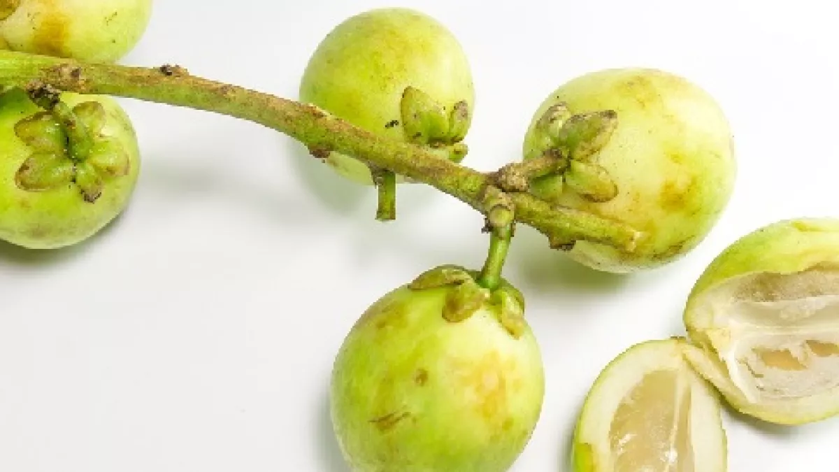 Nama Lain Buah Langsat - legsploaty