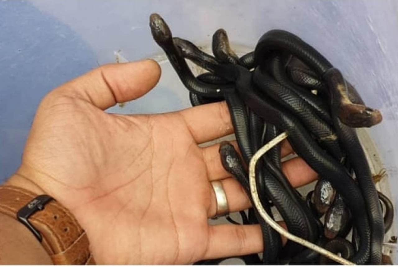 Teror Ular! Anak King Cobra Ditemukan di Duren Sawit Jaktim