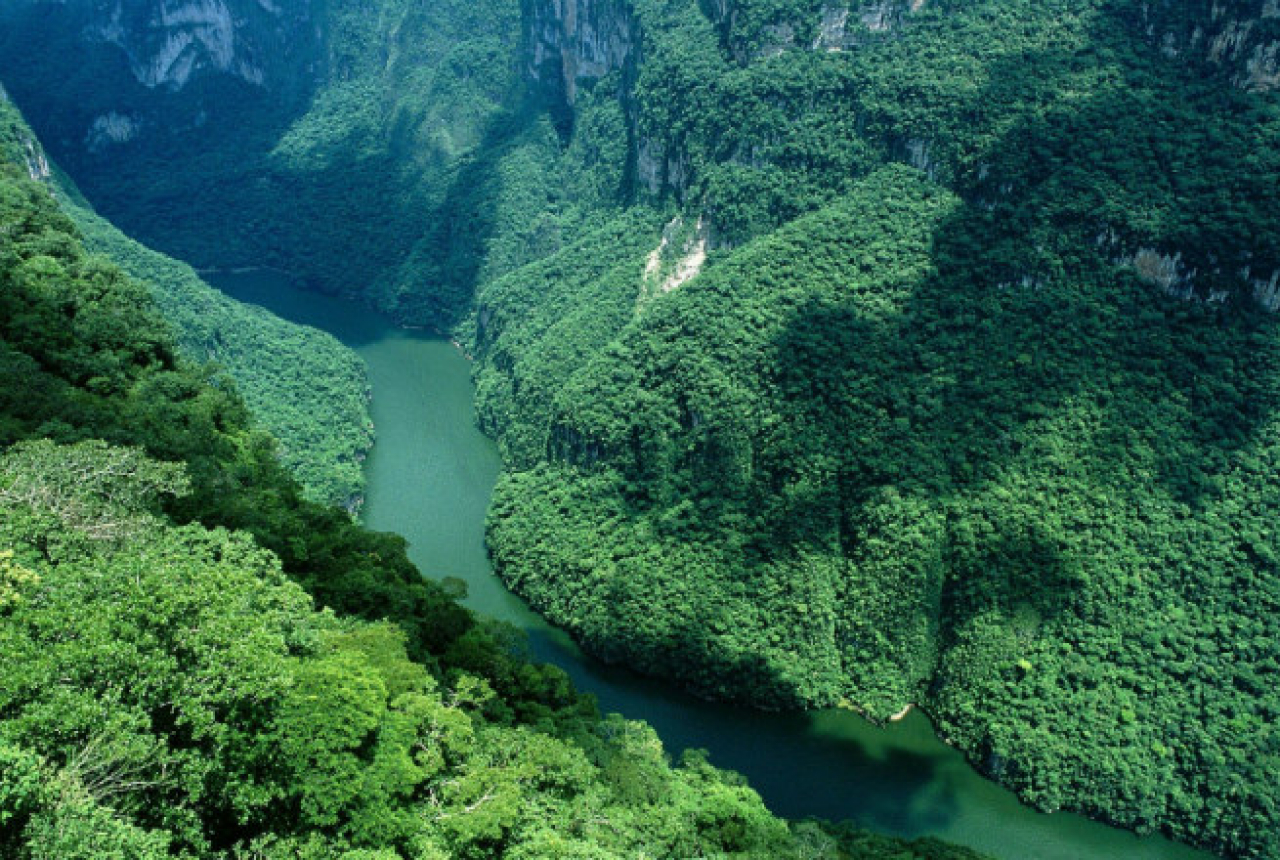 Ini Fakta Luar Biasa Hutan Amazon