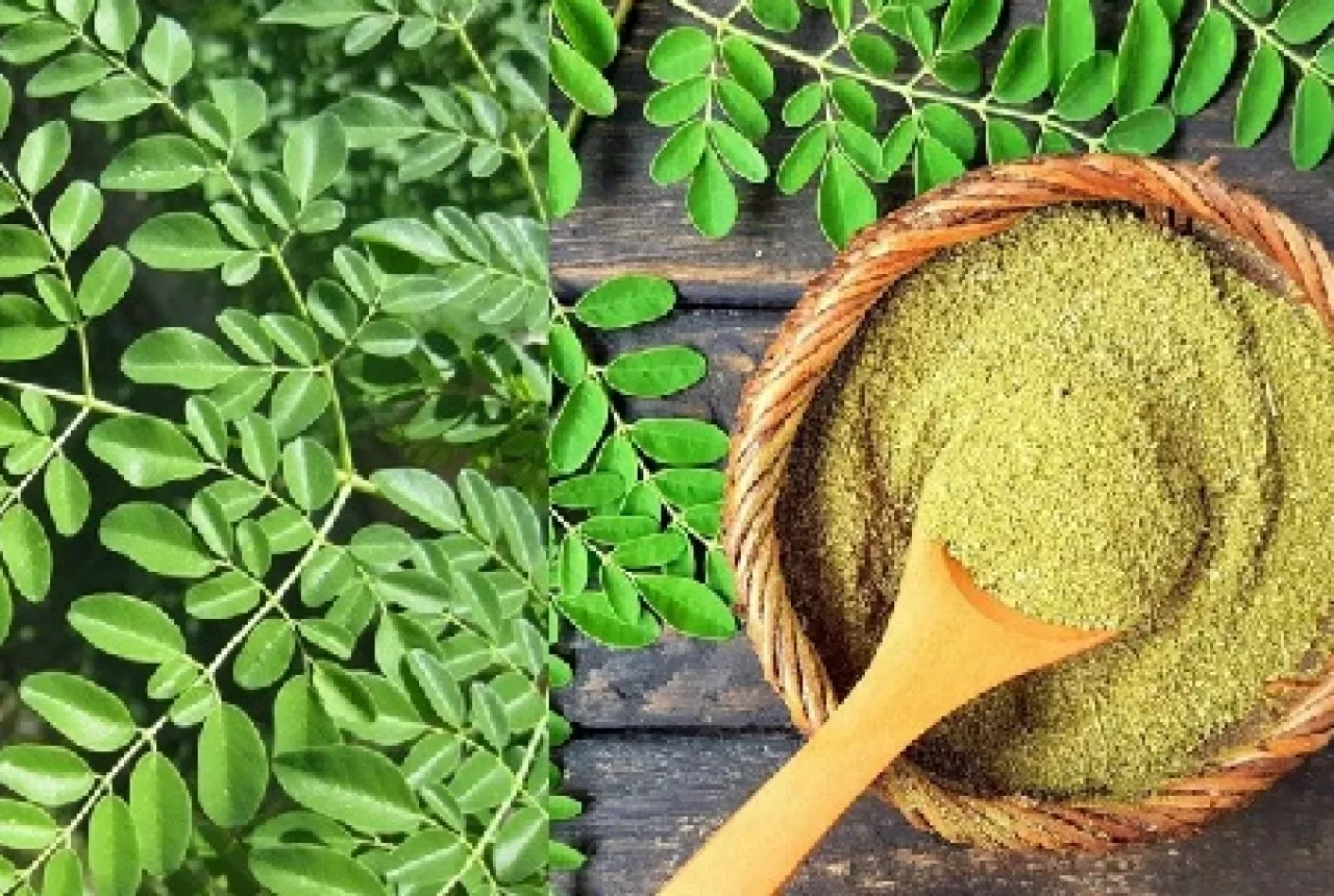 Daun Kelor, Superfood Solusi Anemia Ibu Hamil – Laman 2 – DEPOK POS