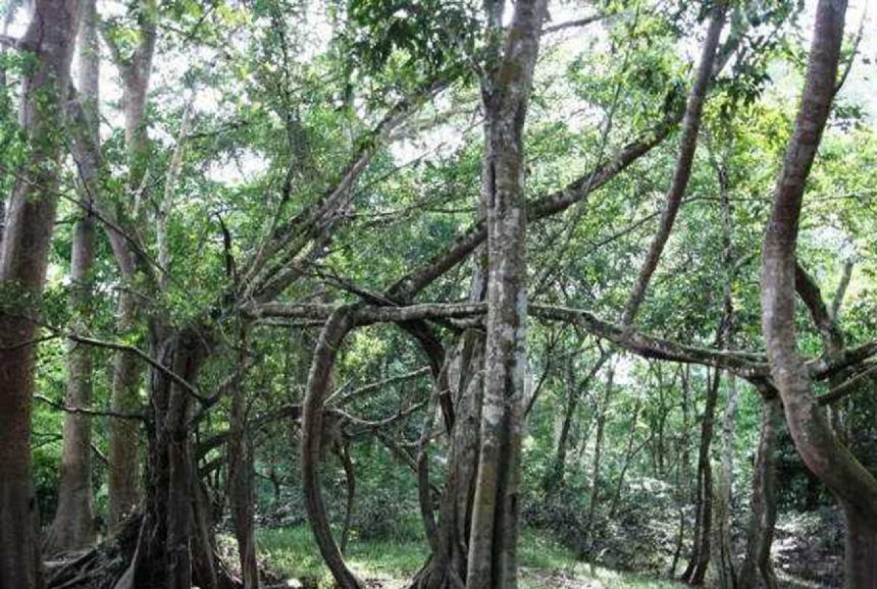 Potensi Pariwisata 8 Hutan di Riau, Salah Satunya di Dumai