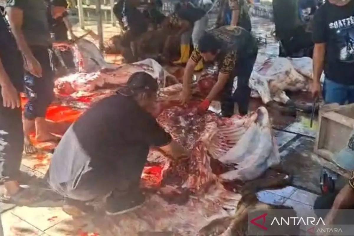 55,7 Kg Organ Hewan Kurban di Jaktim Tak Layak Konsumsi, Terindikasi ...