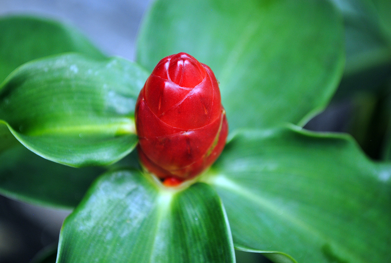 Lempuyang Khasiatnya Mewah, Salah Satunya Dapat Menghambat Kanker ...
