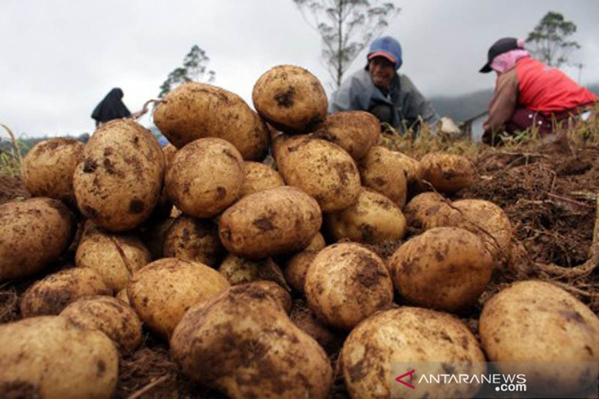 Kaya Manfaat, Ini Deretan Khasiat Kentang untuk Tubuh - GenPI.co JOGJA